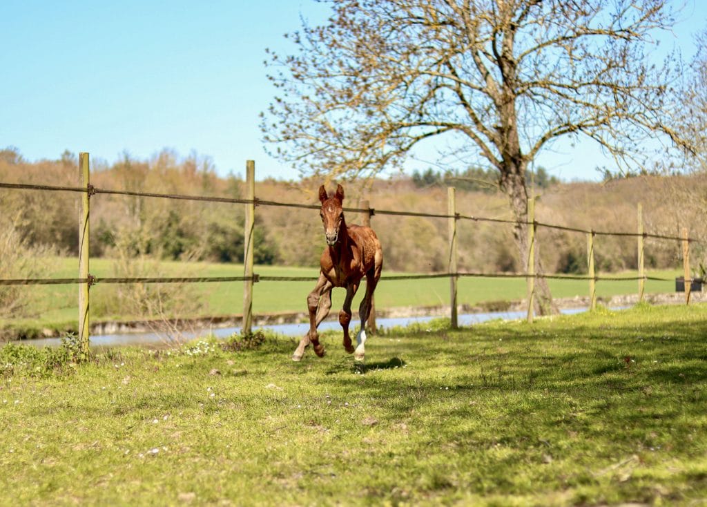 CONTACT - AFCE - Association Française du Commerce d'Équidés
